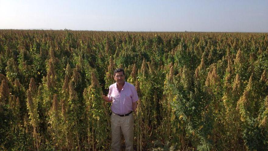 Antequera introduce en Europa un nuevo cultivo de cereal: la quinoa