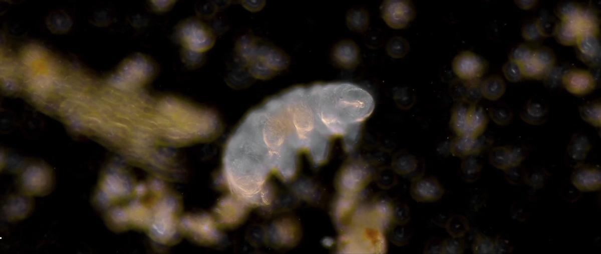 TARDÍGRADOS ANIMALES INMORTALES | Tardígrados, los prodigiosos seres ...