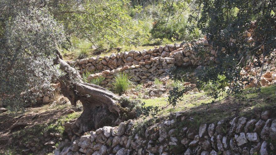Trockensteinmauern auf Mallorca: Balearen schaffen neue Handwerks ...