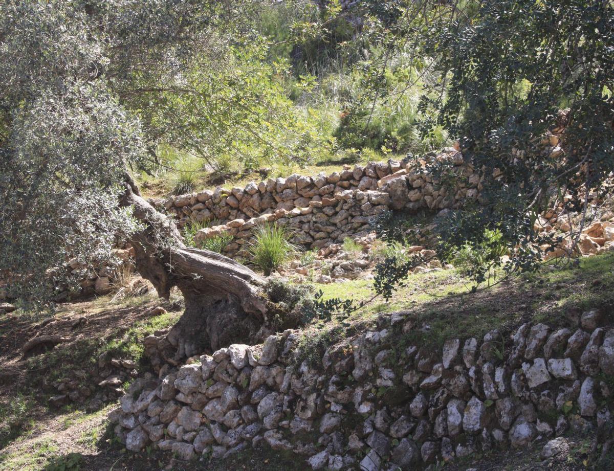 Trockensteinmauern auf Mallorca: Balearen schaffen neue Handwerks ...