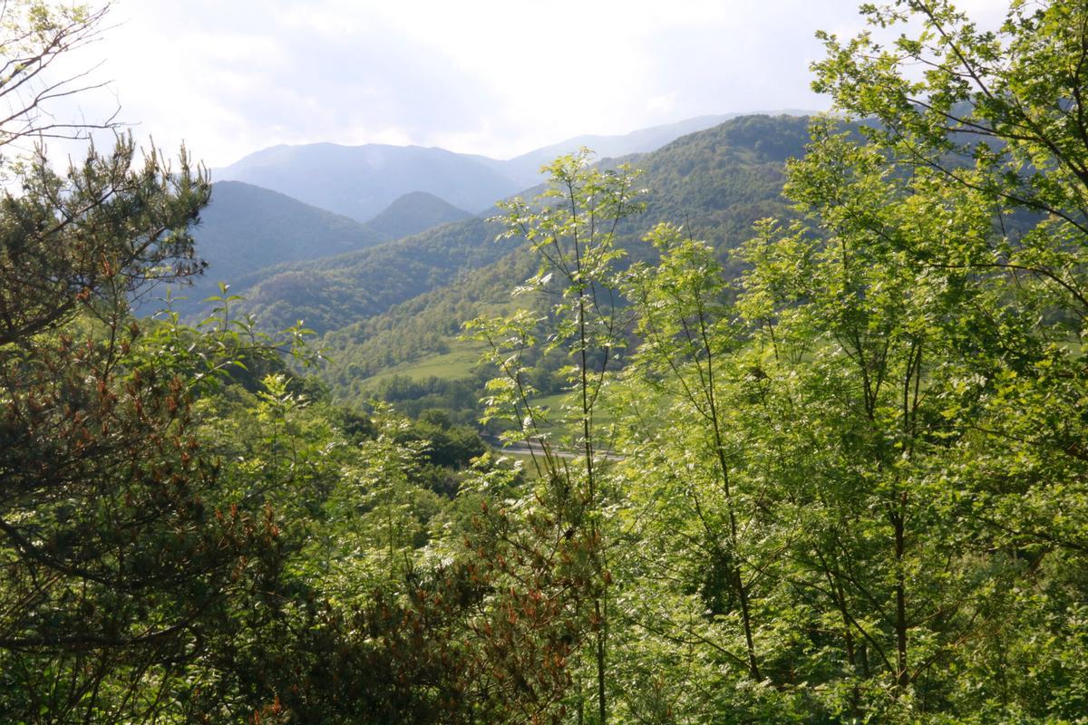 Impulsen la redacció d'un pla de gestió forestal conjunt per "ordenar ...