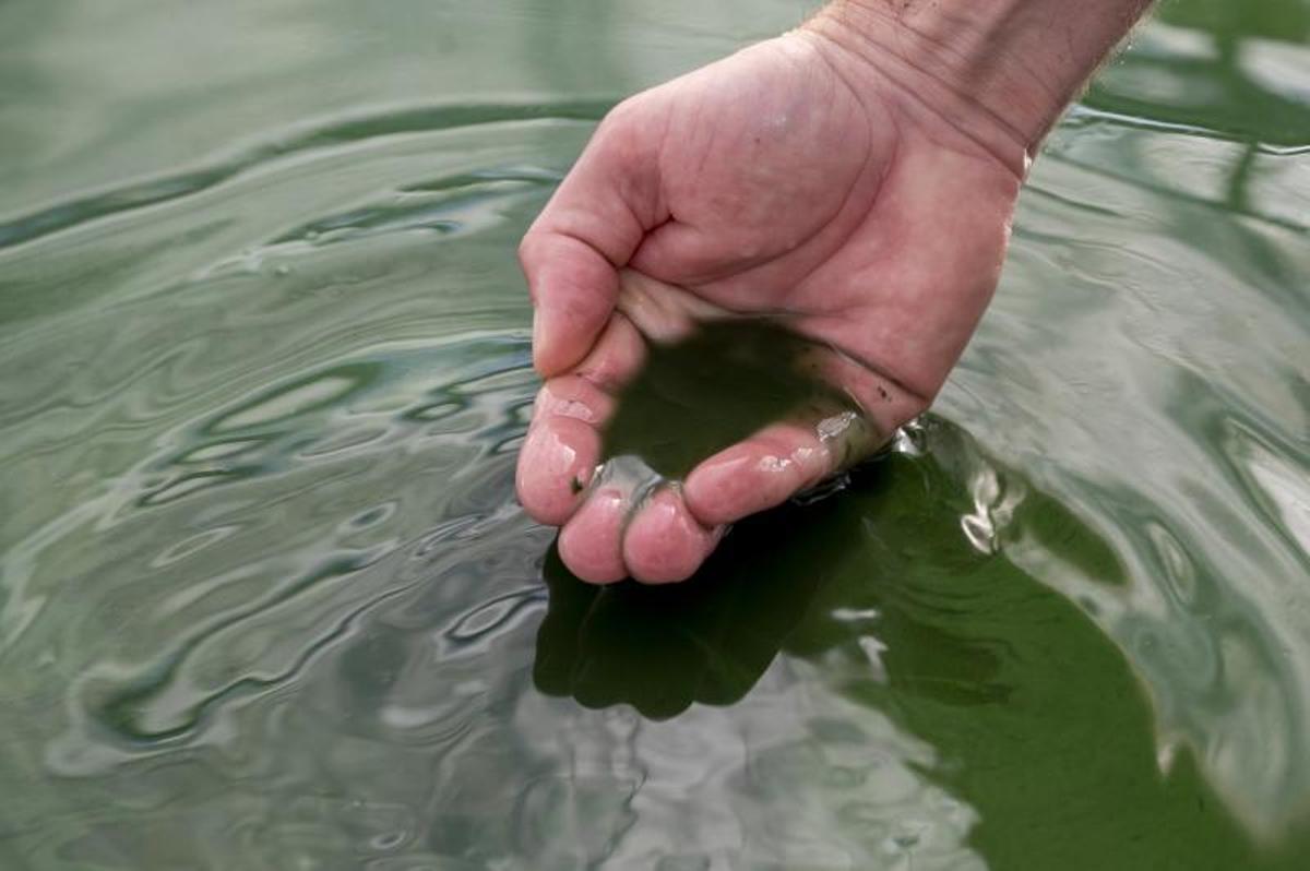 FOTOS | Microalgae Lab, la primera empresa en iniciarse en el cultivo ...