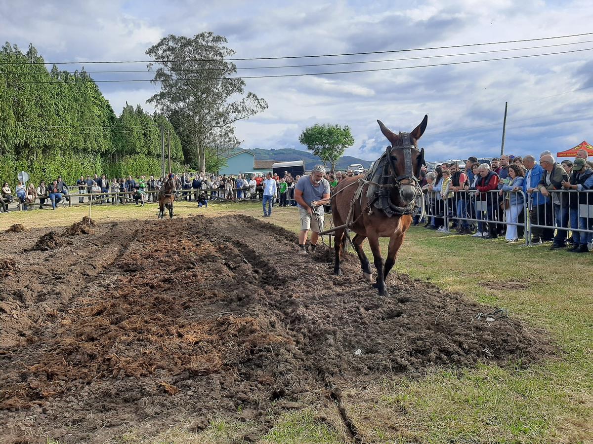 En imágenes: la exhibición de labranza y de pastoreo en Llanera