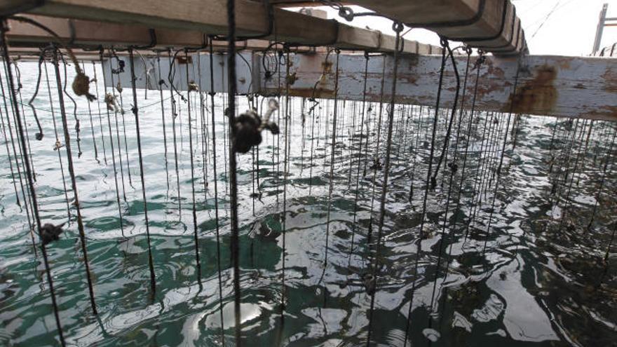 Valencia | Las algas que afectan a las bateas aceleran el proceso de ...