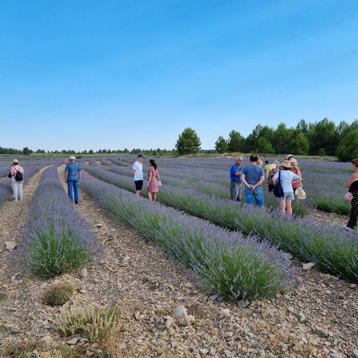 Planes en Valencia: Visita los campos de lavanda en floración en Ademuz ...