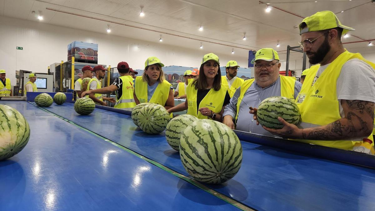 Melón y sandía en la Región de Murcia | La producción aumenta en la ...