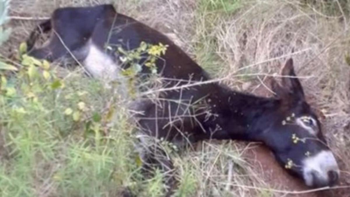 Diez burros mueren por una solemne burrada - La Opinión de Murcia