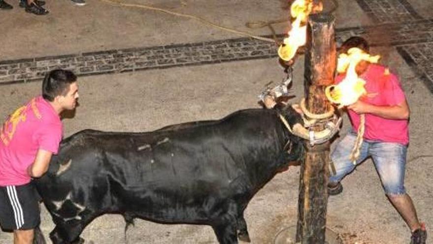 Albalat exhibe un toro bravo de Palha - Levante-EMV