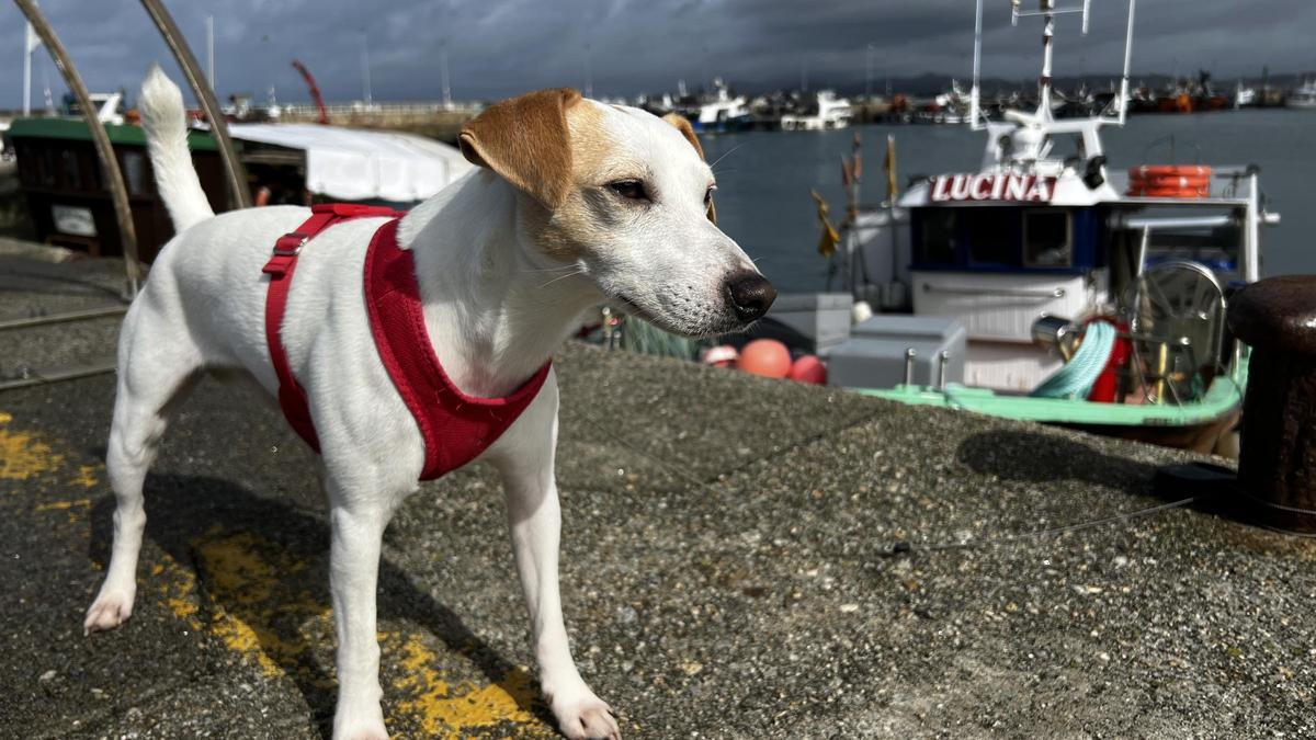PIPPER EN GALICIA | Pipper, el perro influencer de RTVE, promociona el ...