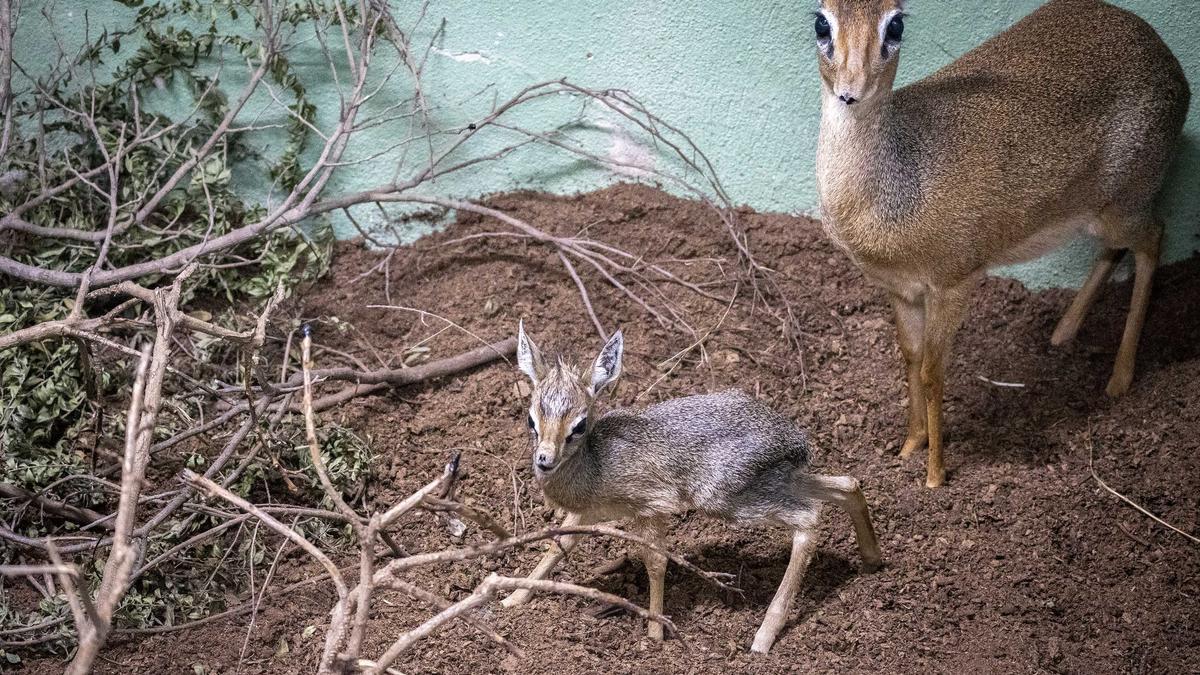 Bioparc Valencia: El antílope más pequeño de África nace en Bioparc