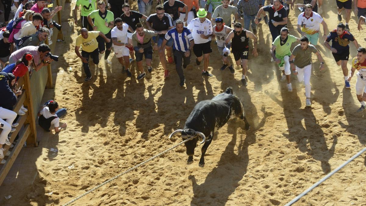 TORO DEL ALBA BENAVENTE | Furia en Benavente: Apacible, el Torito del ...