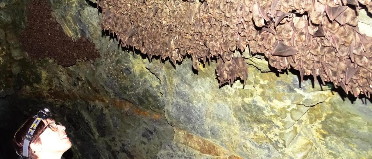 MURCIÉLAGOS CONTRA EL MOSQUITO TIGRE EN MOAÑA: La charla de Morcegos de ...