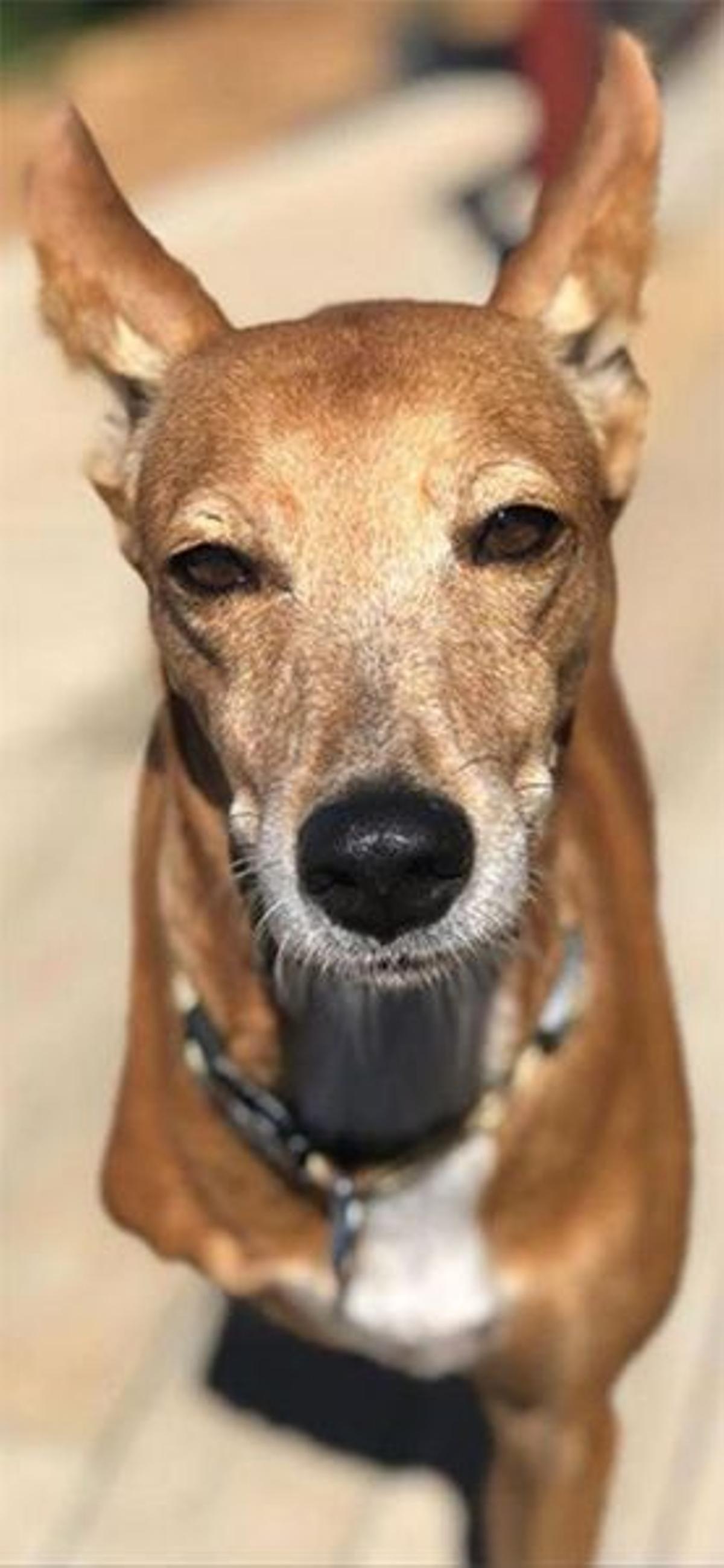 Animales | "Simona", la perra que se comió una pata para sobrevivir y ...