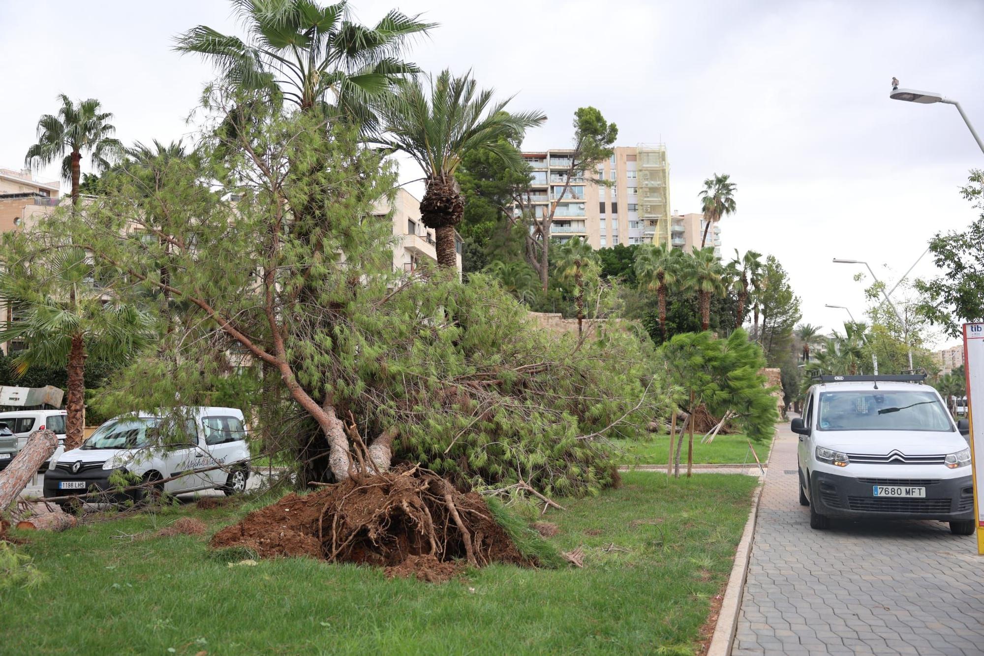 La tormenta deja más de medio centenar de incidentes en Mallorca ...