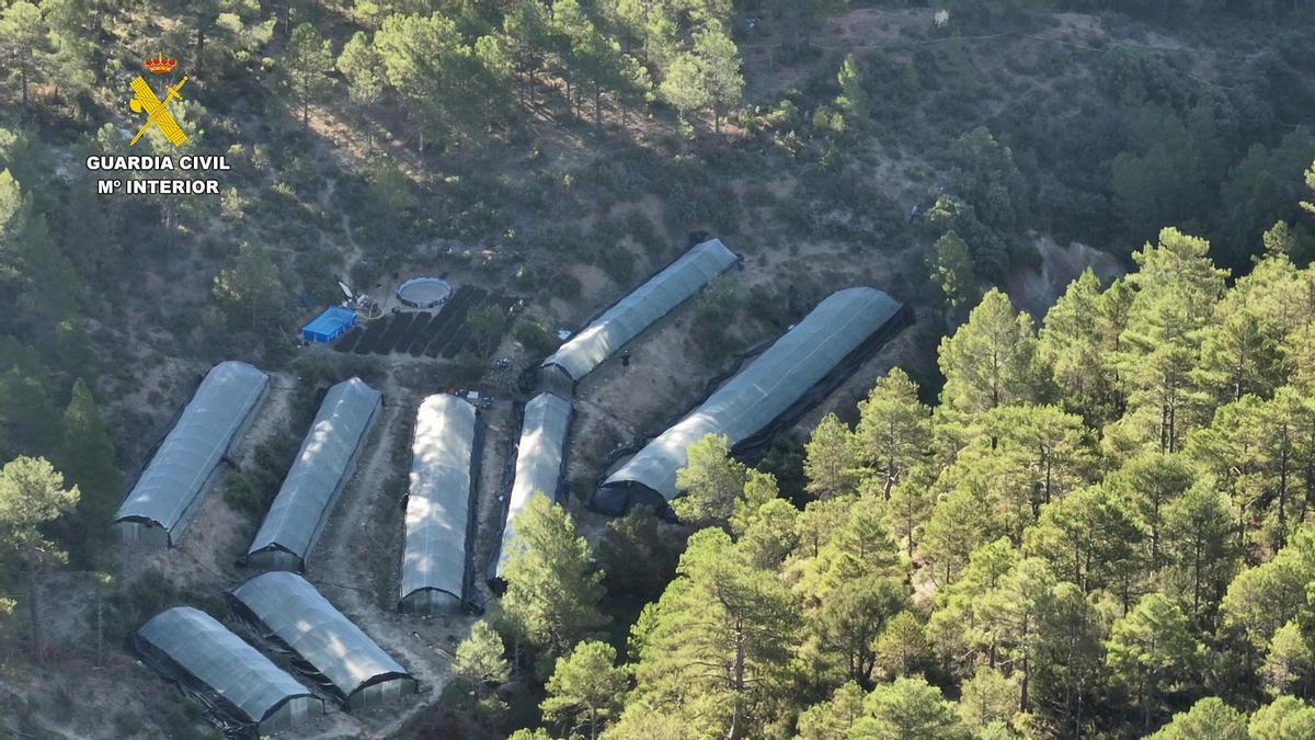 La Guardia Civil detiene a cuatro personas en Teruel por una macroplantación ilegal de marihuana ...