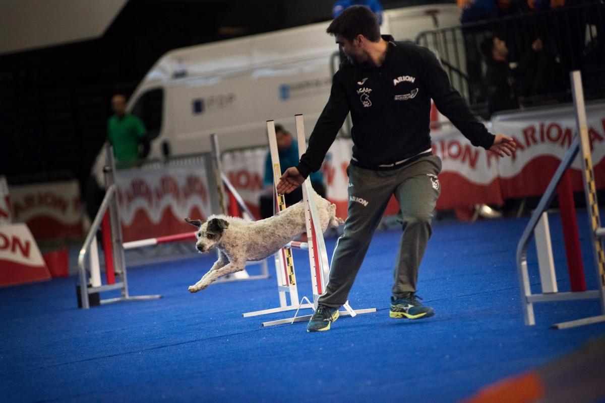 Galican Perros Competición: La empresa gallega que es líder mundial en obstáculos para Agility ...