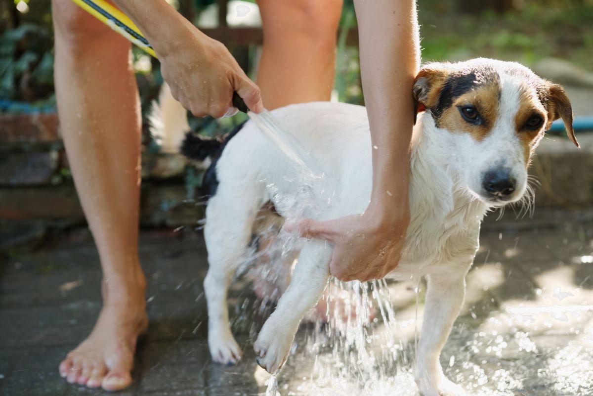 CONSEJOS CALOR PERRO | Alan Peiró, adiestrador canino: «Si mojas el ...