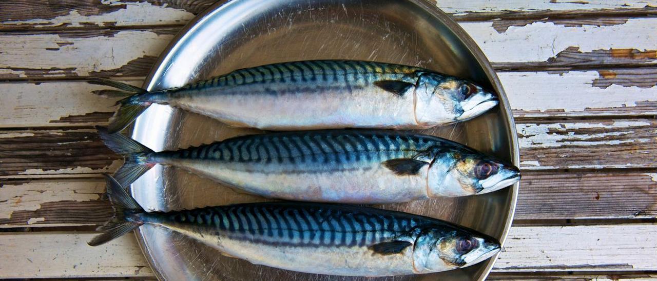 Primavera azul de xarda