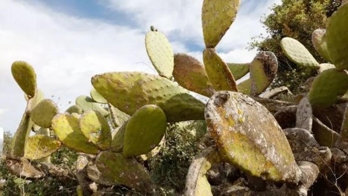 EXPOSICIONES EN IBIZA: Una muestra que busca una «respuesta artística a ...