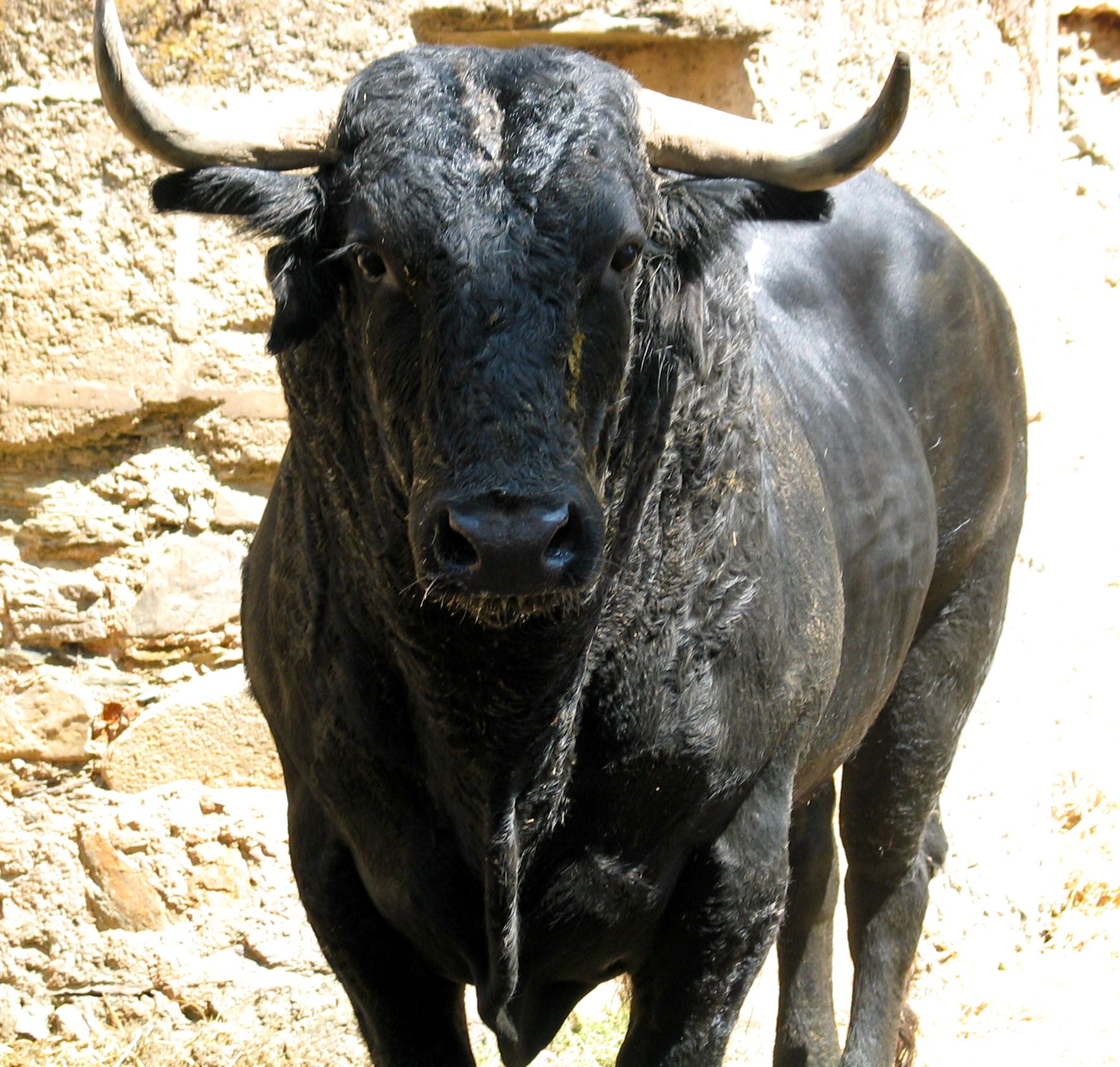 Un toro de leyenda en Casas de Millán - El Periódico Extremadura