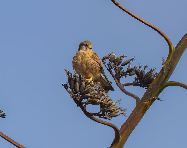 FOTOS | Flora y fauna en la base militar General Alemán Ramírez, en La ...