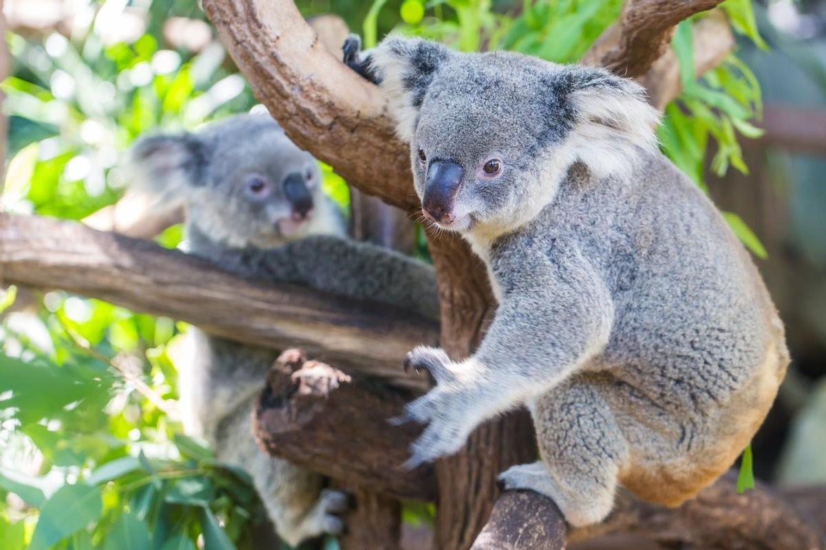3 días en Brisbane, la ciudad de la que (posiblemente) nunca oíste ...