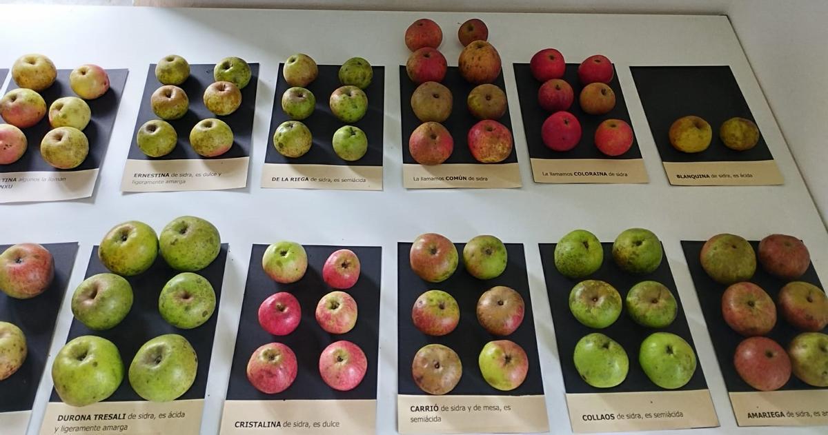 Muñó reivindica sus manzanas en una exposición que reunió hasta 38 ...