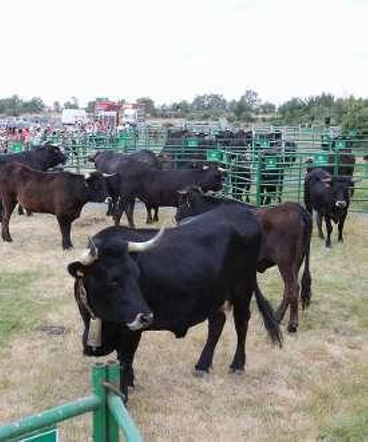 Bermillo exalta el sábado la raza sayaguesa