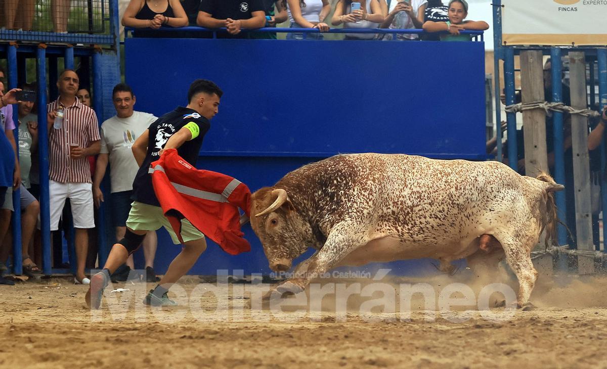 Bous a Castelló 2025 - El Periódico Mediterráneo
