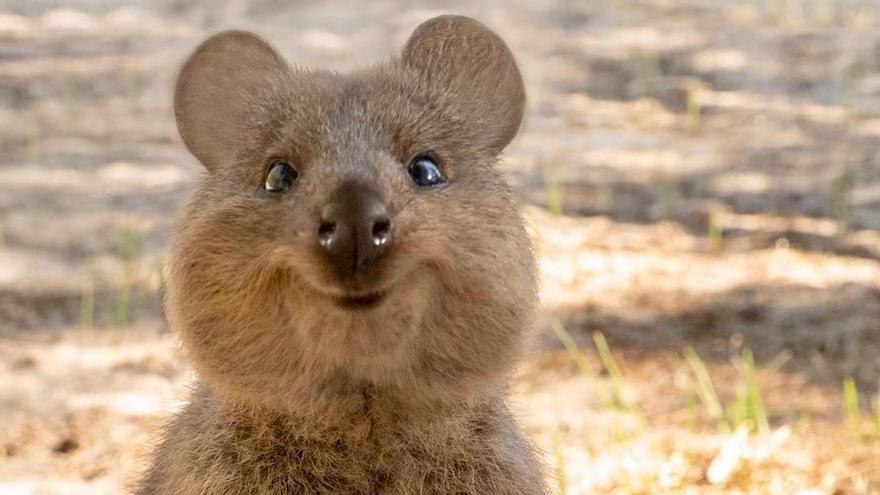 ANIMALES RAROS BONITOS | No podrás creer que estos animales existen ...