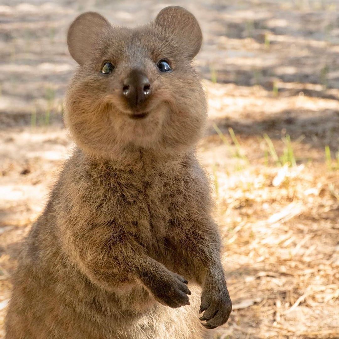 El quokka: el animal más feliz del mundo y cómo su sonrisa ha ...