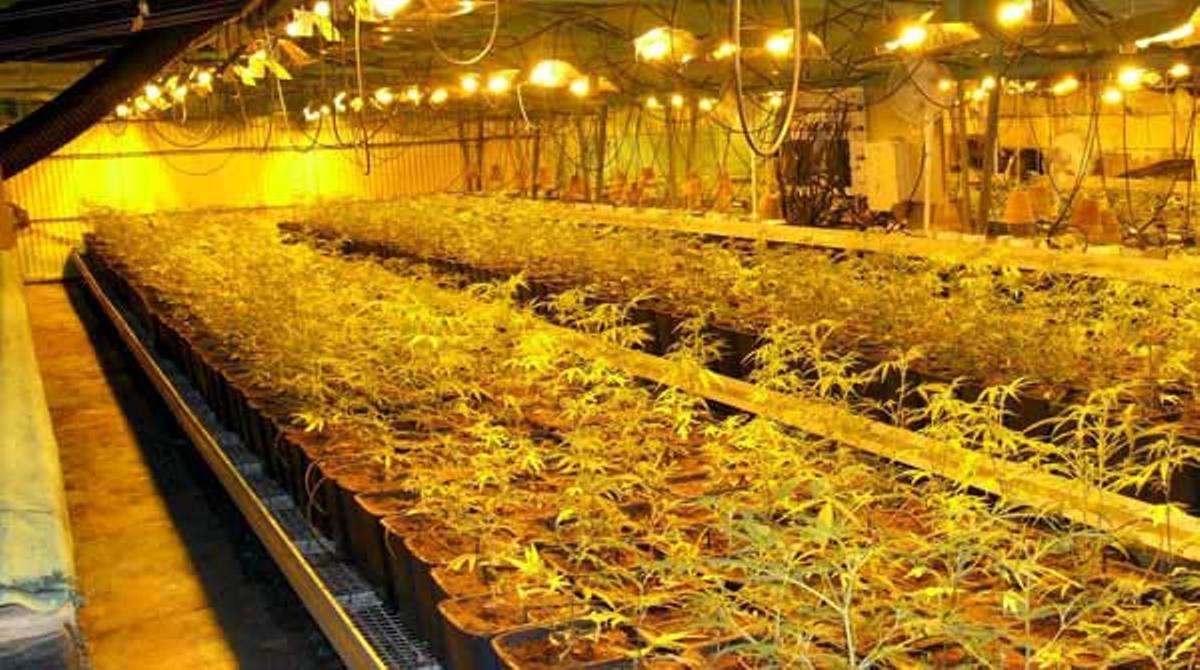 Los Mossos desmantelan 3.400 plantas de marihuana en Bellvei (Tarragona)
