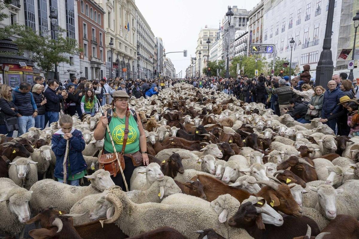 Llega a Madrid un rebaño de 1.300 ovejas y cabras para reivindicar la ...