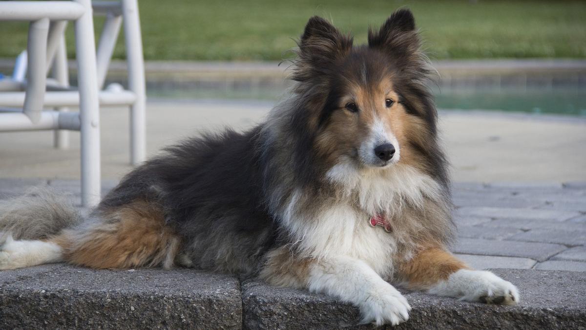 Descubre las mejores razas de perros medianos: ¡tu compañero perfecto ...