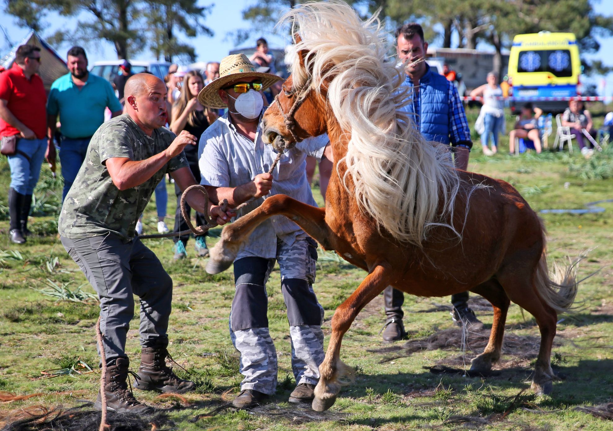 RAPA DAS BESTAS OIA: Las mejores imágenes del regreso de la 'rapa das ...