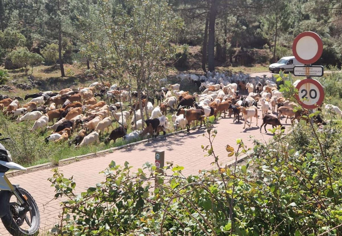Las cabras vuelven al monte en Gandia