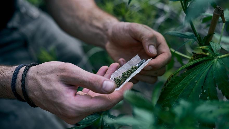 MARIHUANA | ¿Cuántas plantas de maría se pueden tener en casa en España?