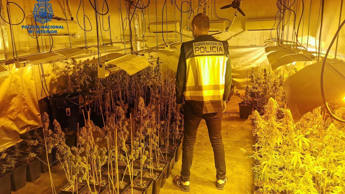 Desmanteladas dos plantaciones de marihuana con seis detenidos en València, Paterna y Catarroja ...