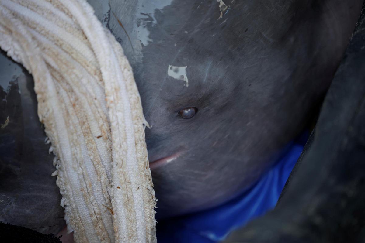 Extraen un raro delfín del Amazonas para estudiar los efectos del ...