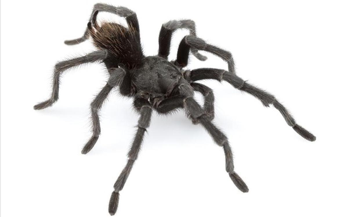 La tarántula Johnny Cash