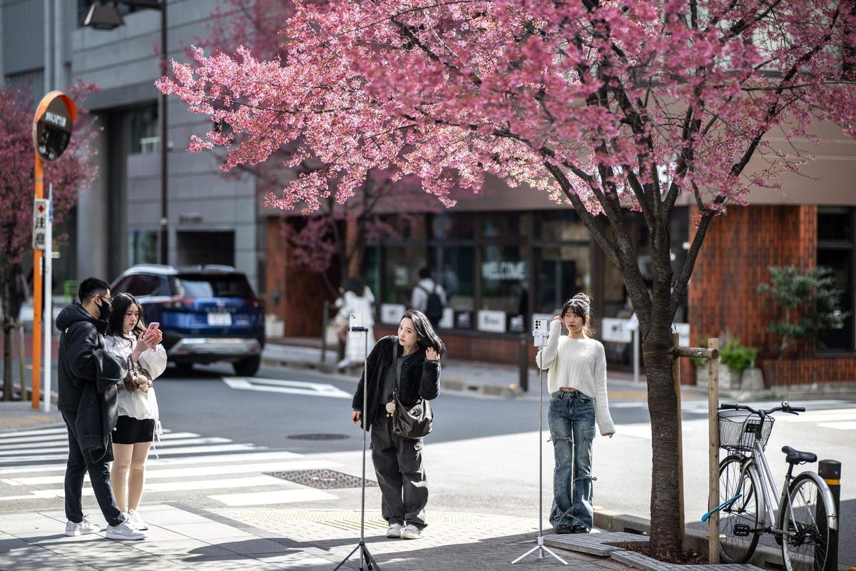 Se avanza la floración de los cerezos en Tokio | FOTOS
