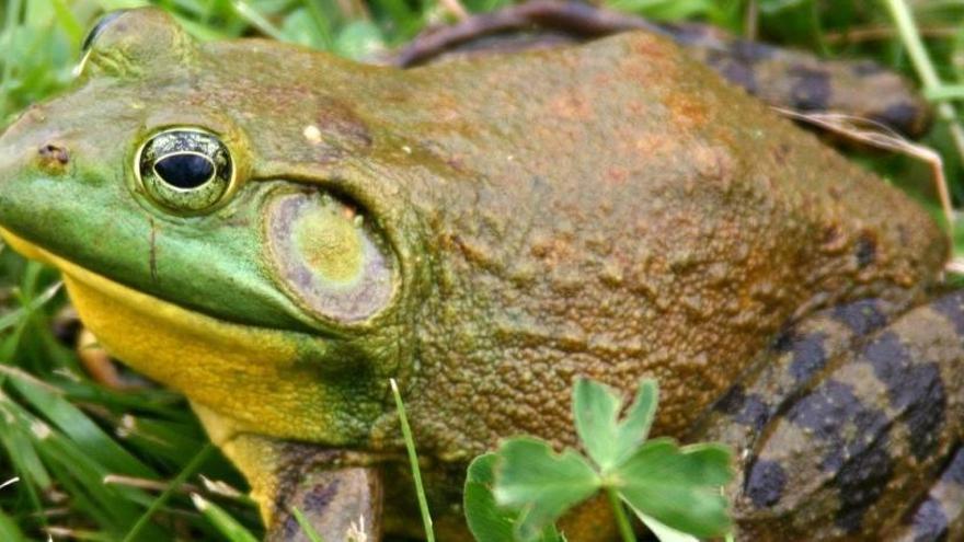 Se reproduce en España por primera vez la última especie invasora: la ...