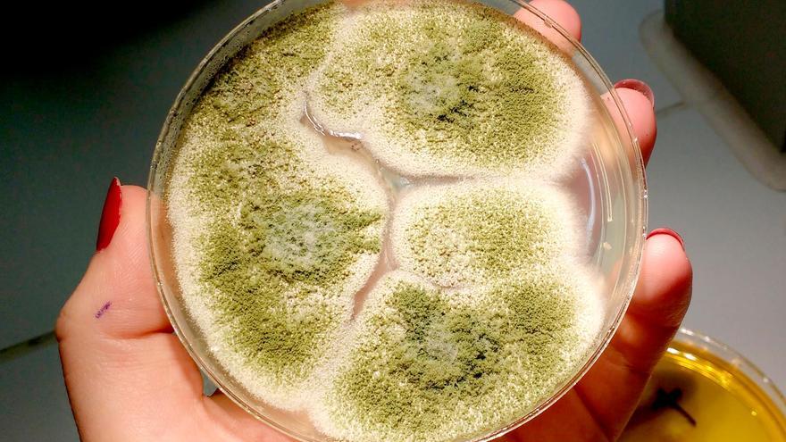 La OMS anuncia los 19 hongos más peligrosos para la salud pública