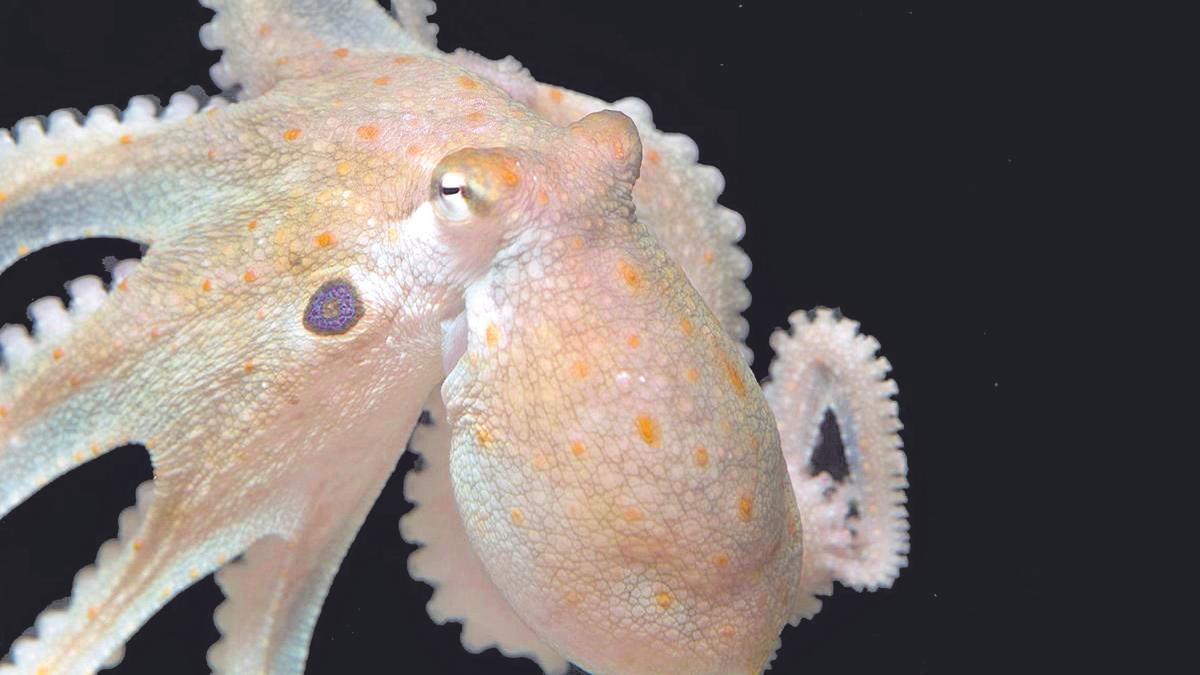 El amor entre dos pulpos, caso único en A Coruña