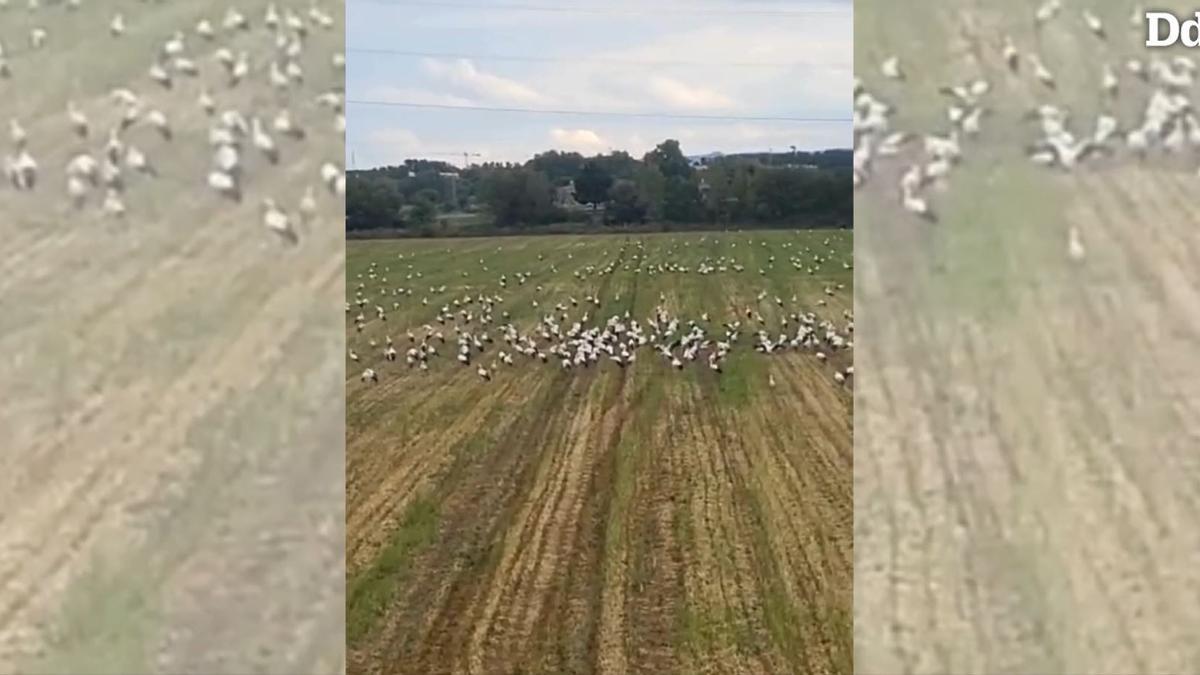 Un nombrós estol de cigonyes s'atura a Salt