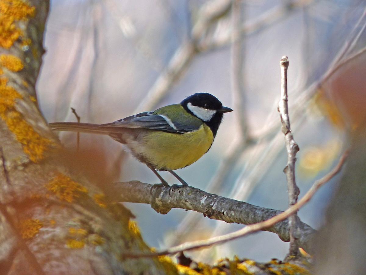 PARUS MAJOR | Carbonero común: el pájaro más listo del parque
