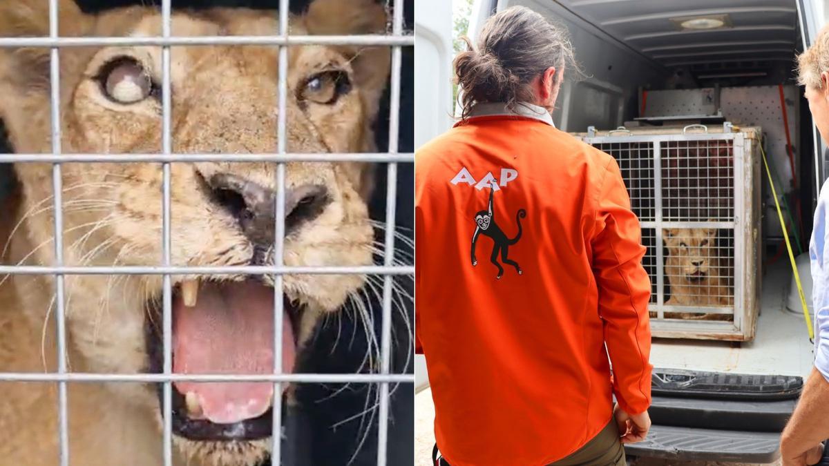 LEONES RESCATADOS CIRCO VILLENA | King y Ngala: la emocionante historia ...