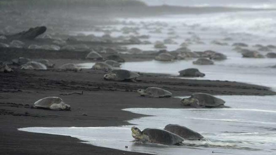 tortugas-lora-costa-rica