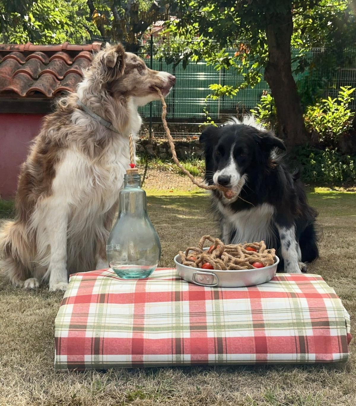El concurso de fotografía "más peludo" de LA NUEVA ESPAÑA ya tiene ...