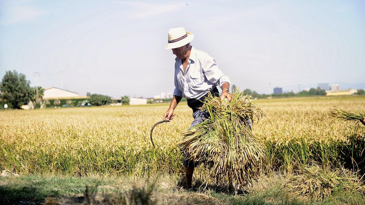 La Fiesta de la Siega del Arroz descubre los entresijos del arroz y su ...